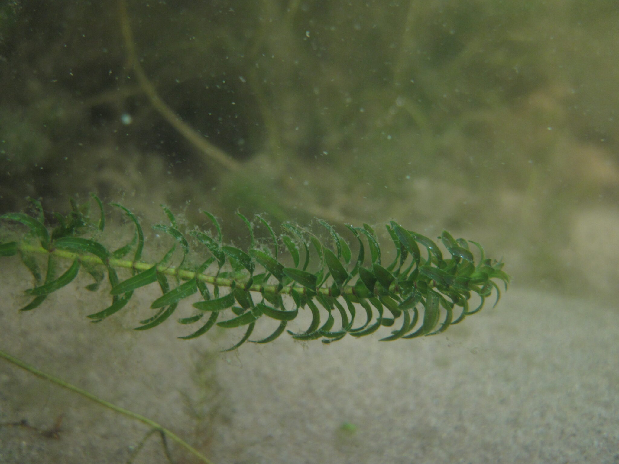 Vattenpest – Elodea canadensis – pvy